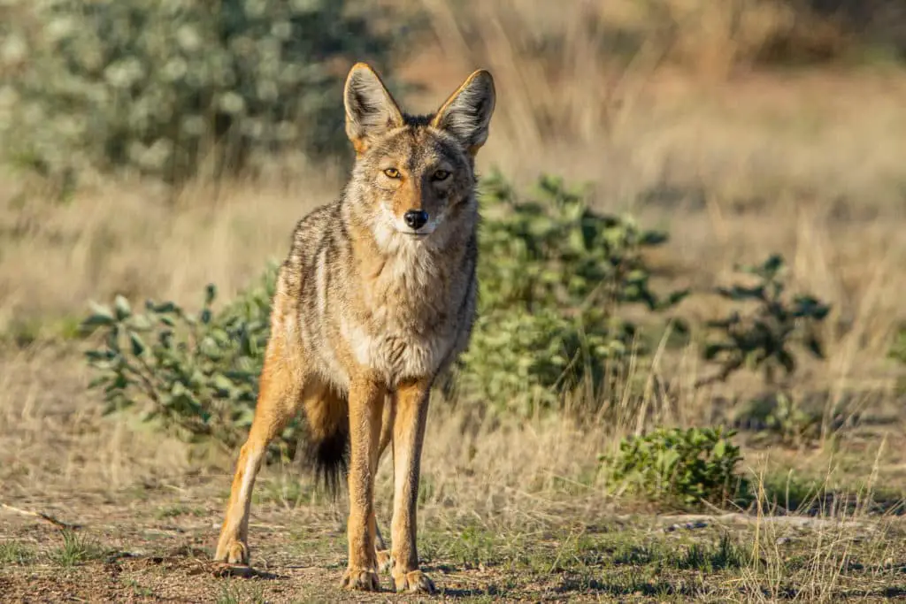 How to Hunt Predators in the Wicked Heat of Summer