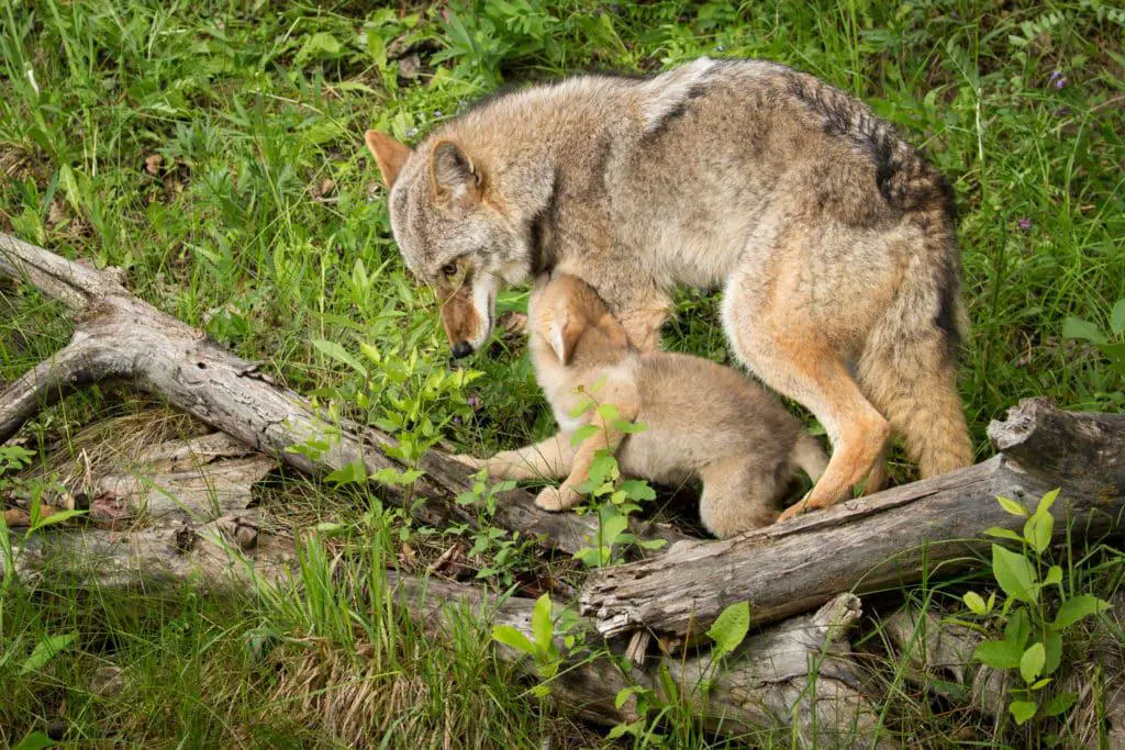 How to locate a Coyote’s Spring and Summer Den