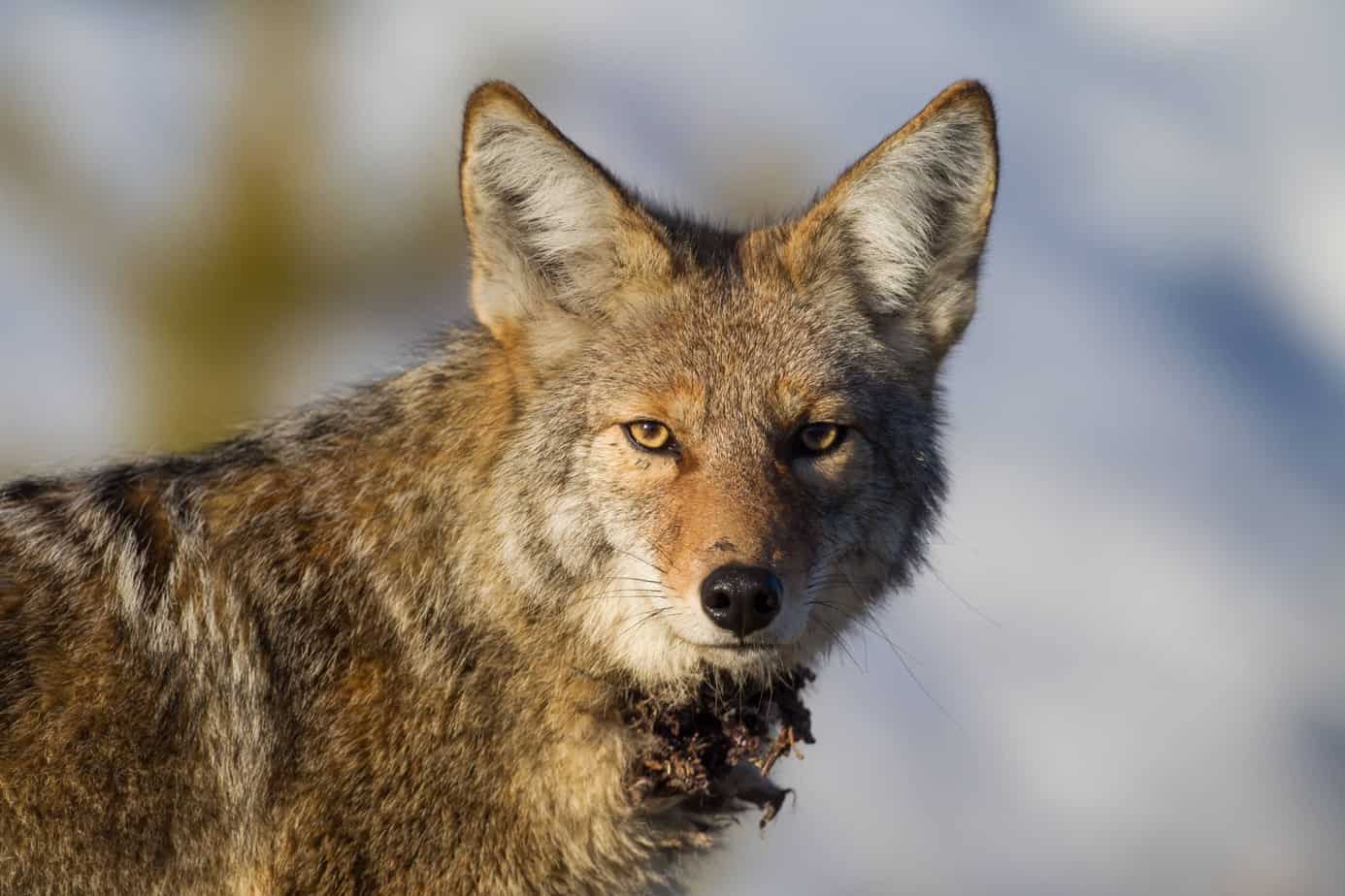 How to Track a Wounded Coyote - The Predator Hunter