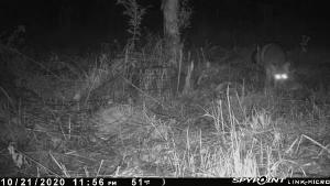 Secrets of the Perfect Coyote Bait Pile The Predator Hunter