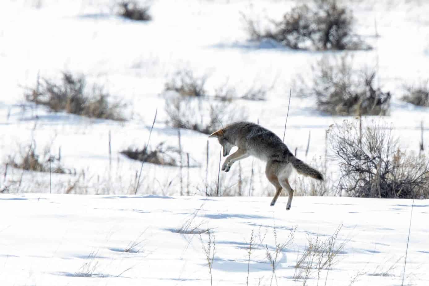 What Do Coyotes Eat: How to Hunt Hungry Hounds