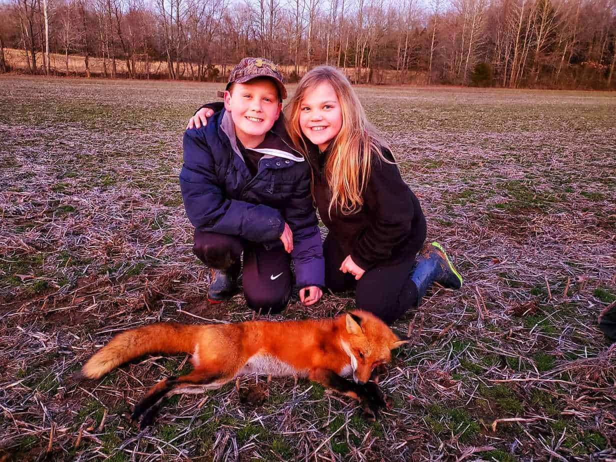 Fox Calling Tips For New Predator Hunters