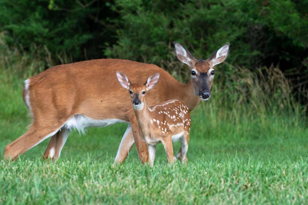 Coyote Hunting And Deer Survival - The Predator Hunter