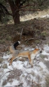 Fox Calling Tips For New Predator Hunters