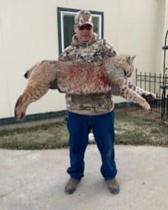 How to Hunt Bobcats: 3 Vital Steps to Success