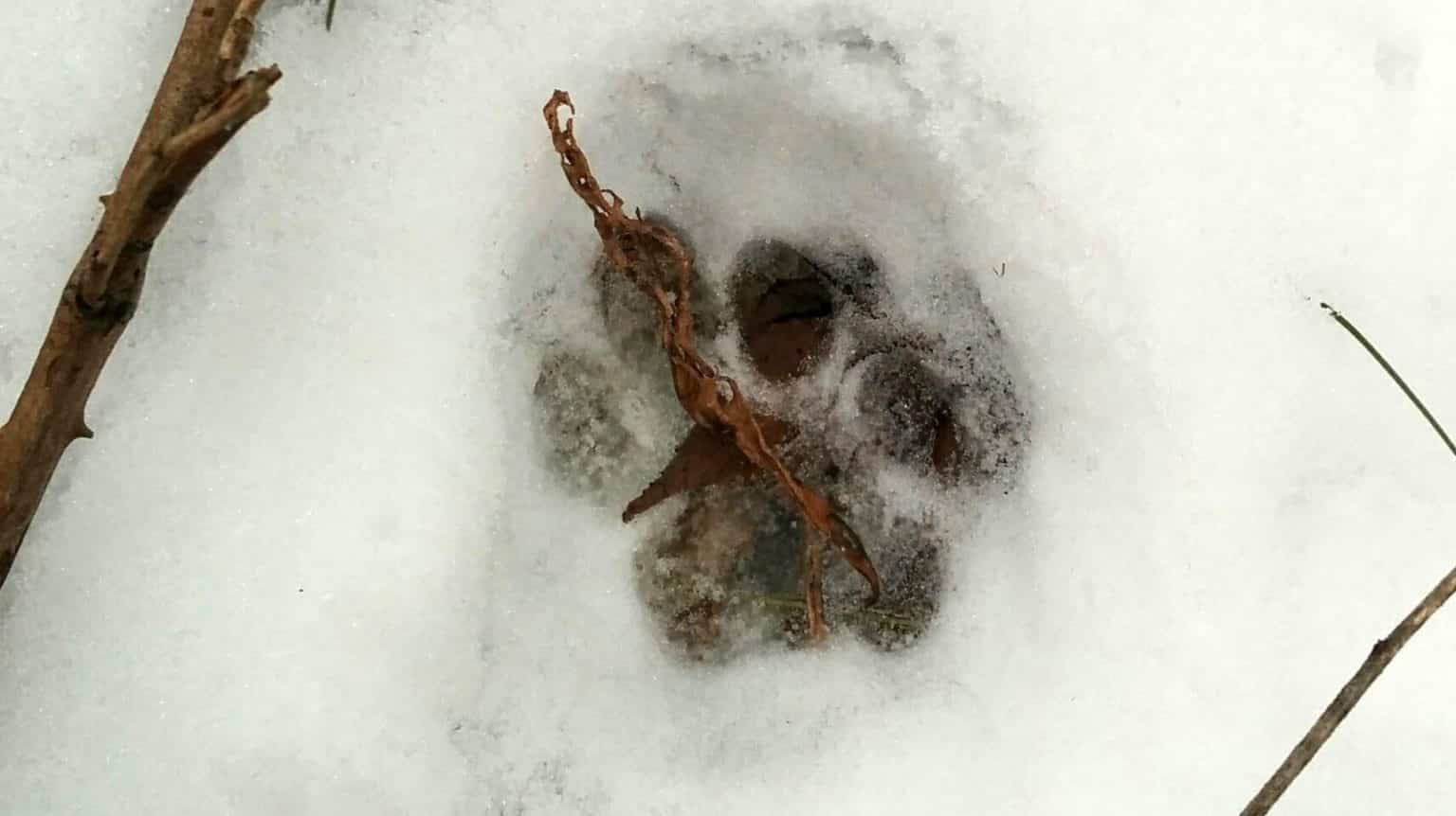 How to Read Bobcat Prints and Scat - The Predator Hunter