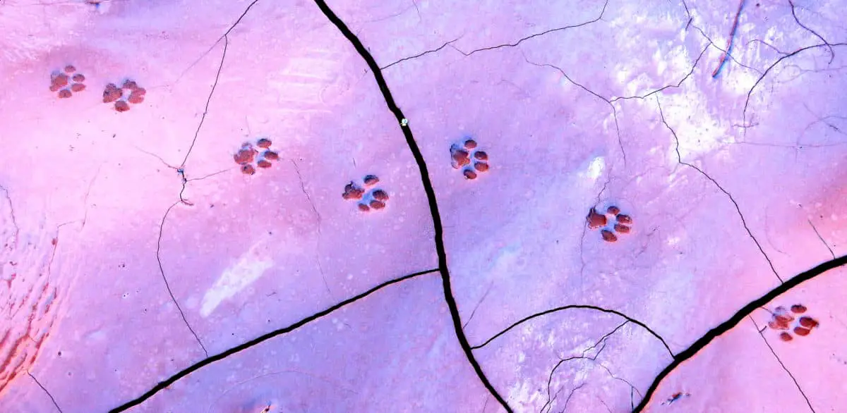 How to Read Bobcat Prints and Scat - The Predator Hunter