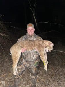 How to Hunt Bobcats: 3 Vital Steps to Success