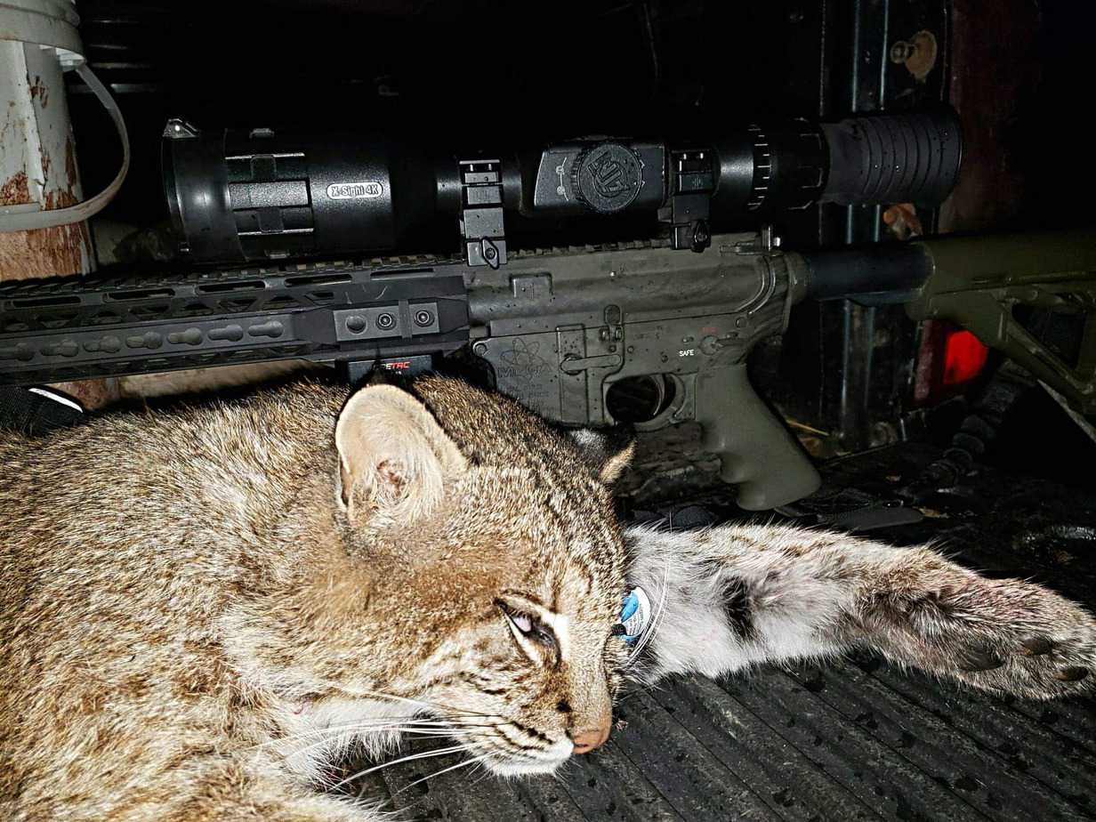 How to Read Bobcat Prints and Scat - The Predator Hunter