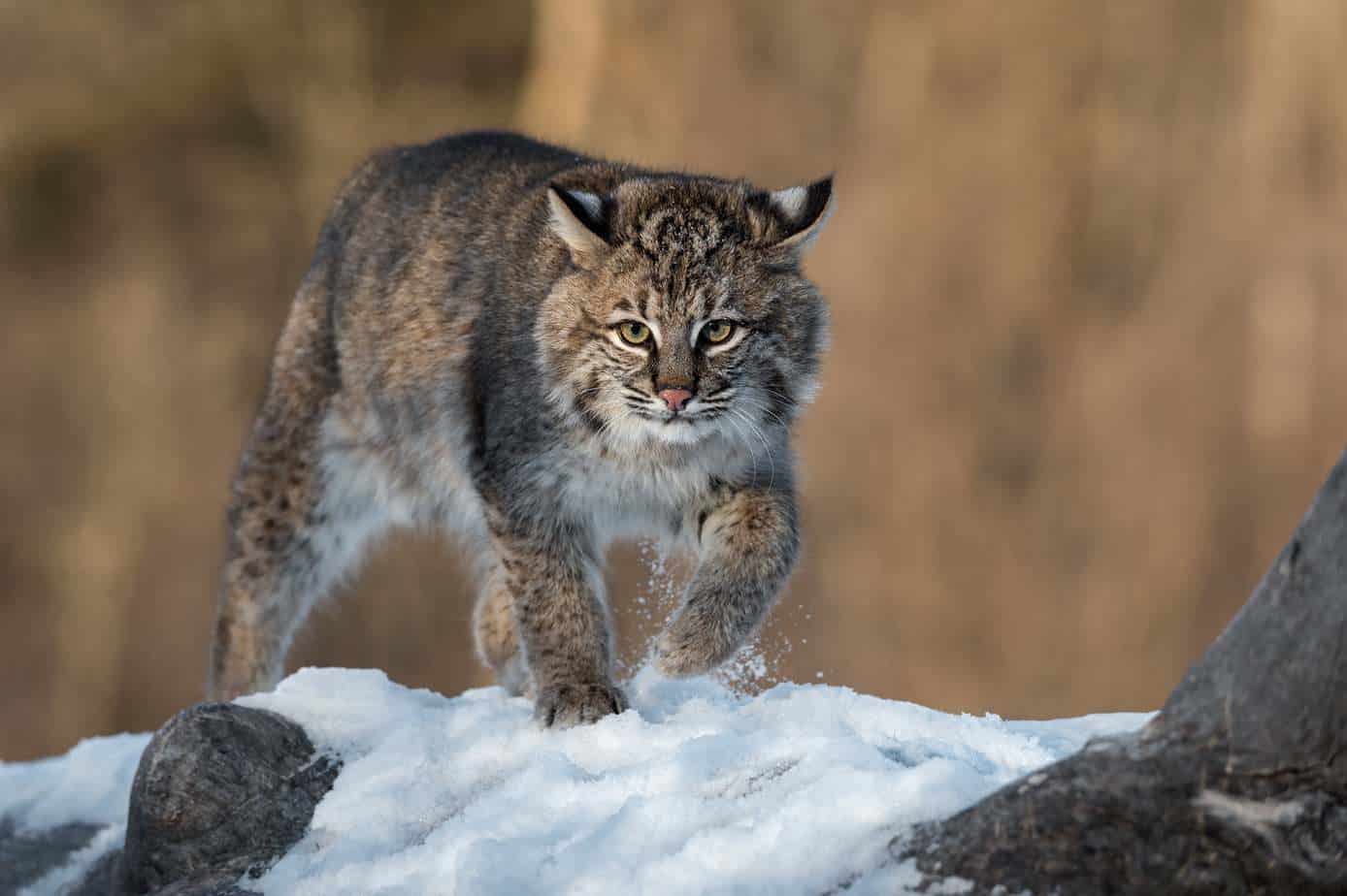 How to Read Bobcat Prints and Scat - The Predator Hunter