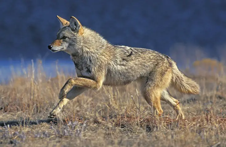What’s the Best Time of Day to Coyote Hunt?