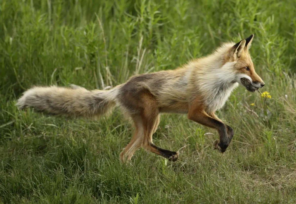 How to Fox Hunt Using Fox Poop and Fox Tracks