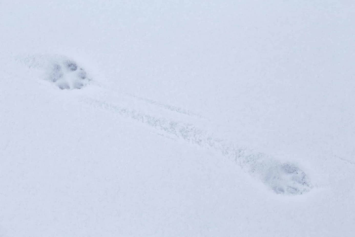 How to Fox Hunt Using Fox Poop and Fox Tracks