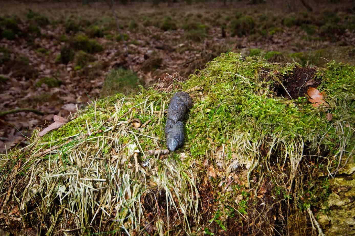How to Fox Hunt Using Fox Poop and Fox Tracks