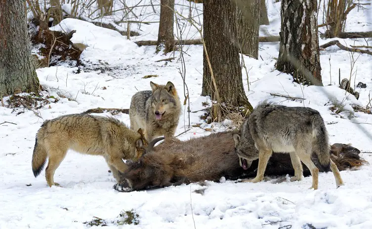 8 Ways To Get Permission To Hunt Private Land 8-ways-to-get-permission-to-hunt-private-land