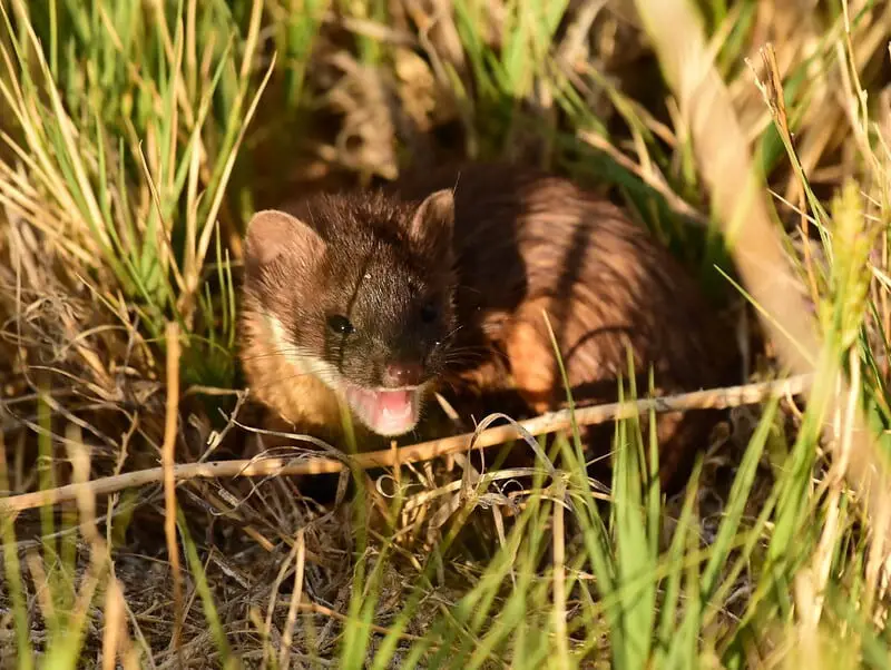 Protecting Chickens from a Second Weasel Attack