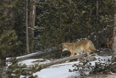 Rules and Regulations for Hunting Coyotes in Wisconsin.