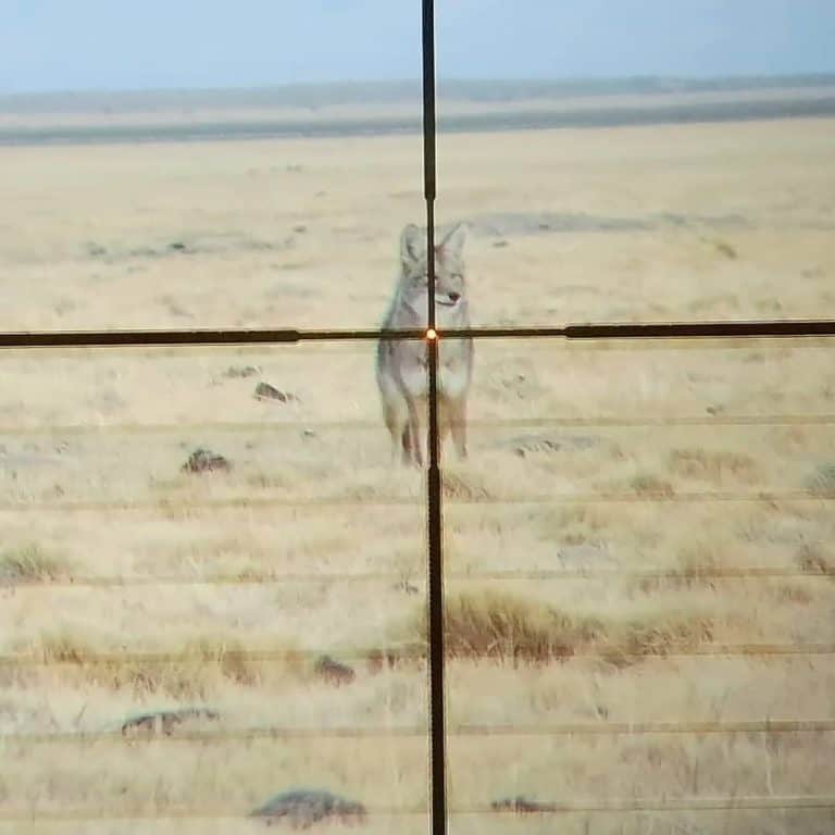 Can You Hunt Coyotes in California? - The Predator Hunter