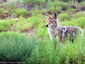 Rules for Hunting Coyotes in Indiana - The Predator Hunter