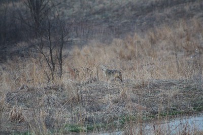 Rules for Hunting Coyotes in Washington