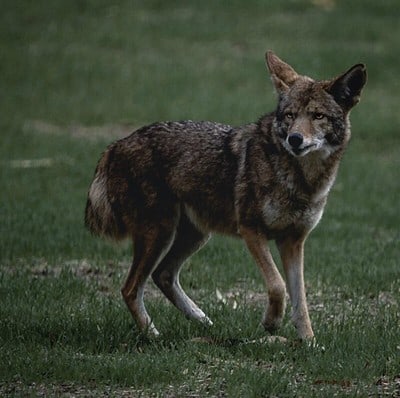 Coyote Hunting in Iowa: Rules and Regulations