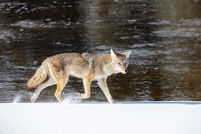 Rules for Hunting Coyotes in Oregon - The Predator Hunter