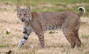 Laws for Hunting Bobcats in Oregon - The Predator Hunter