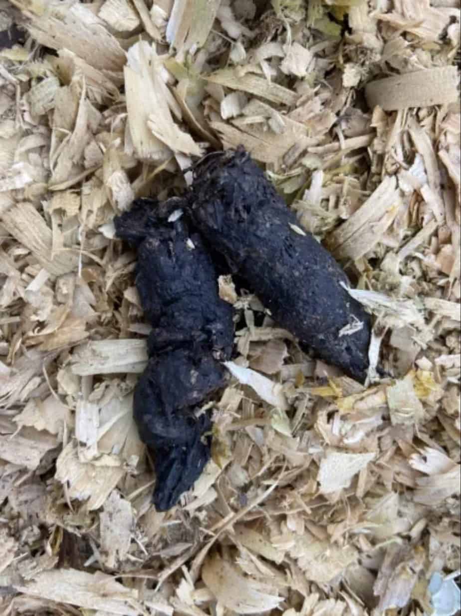 How to Kill a Fox That’s Eating Chickens