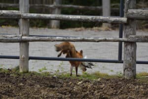 How to Kill a Fox That’s Eating Chickens