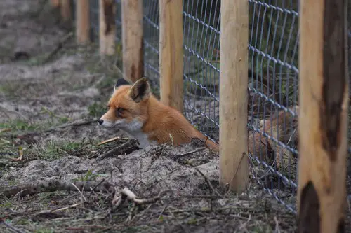 How to Kill a Fox That’s Eating Chickens