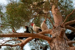 How to Kill a Fox That’s Eating Chickens