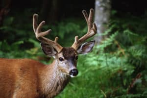 North Carolina Hunting Seasons for this Year