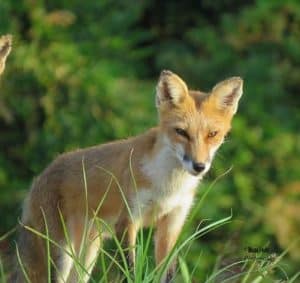Laws for Hunting Fox in Georgia - The Predator Hunter