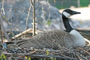 New Jersey Hunting Seasons - The Predator Hunter