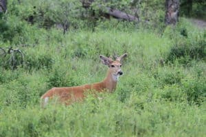 Illinois Hunting Seasons: Updated - The Predator Hunter