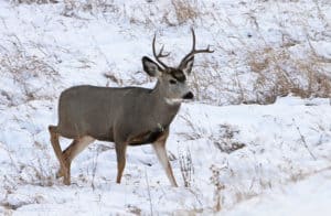 How to Score a Buck and Measure a Rack - The Predator Hunter