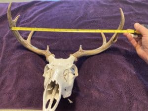 How to Score a Buck and Measure a Rack - The Predator Hunter