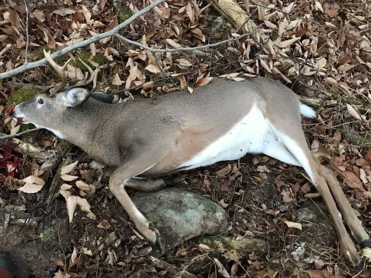 The Art of Tracking a Wounded Deer - The Predator Hunter