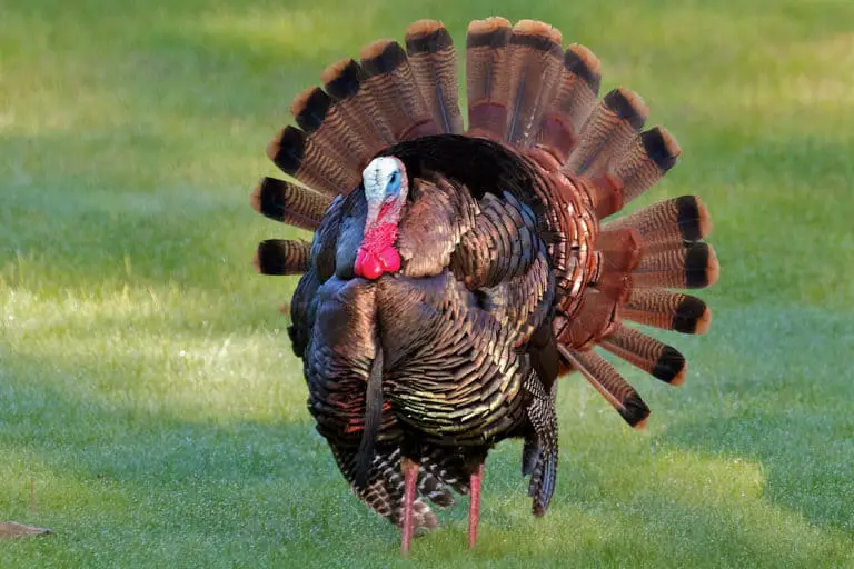 Hunting Turkeys: Is it a Jake or a Tom? The Predator Hunter