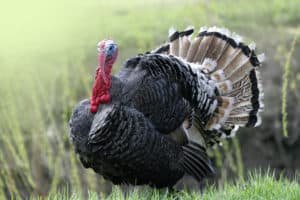 Hunting Turkeys: Is it a Jake or a Tom? The Predator Hunter