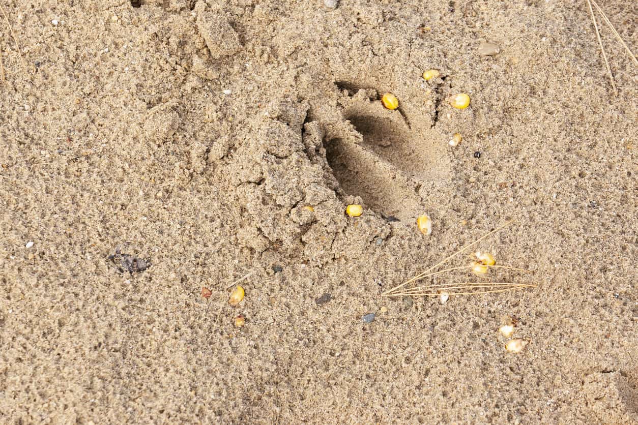 How to Age Deer Tracks: Snow, Mud, and Ice