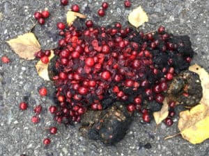 What Does Black Bear Poop Look Like? - The Predator Hunter