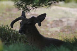 How to Score a Buck and Measure a Rack - The Predator Hunter