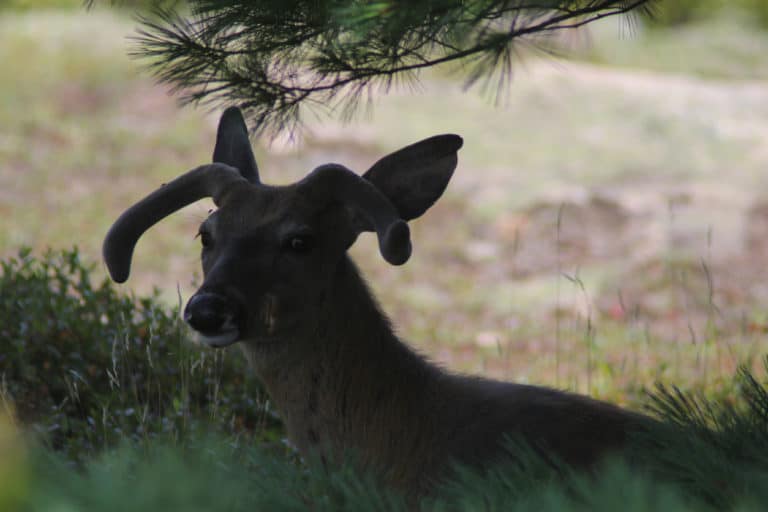 How to Score a Buck and Measure a Rack - The Predator Hunter