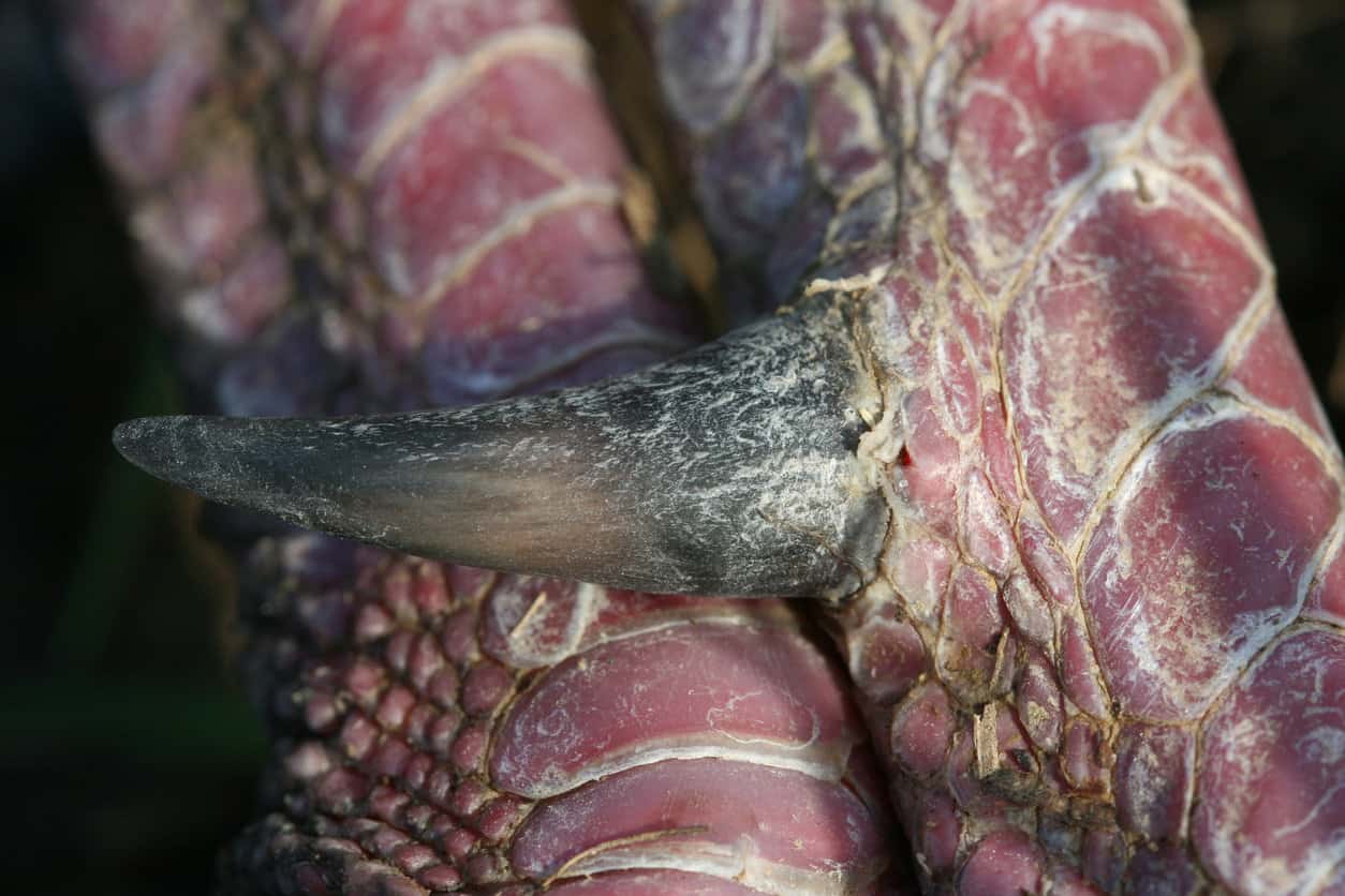 Hunting Turkeys: Is it a Jake or a Tom? The Predator Hunter