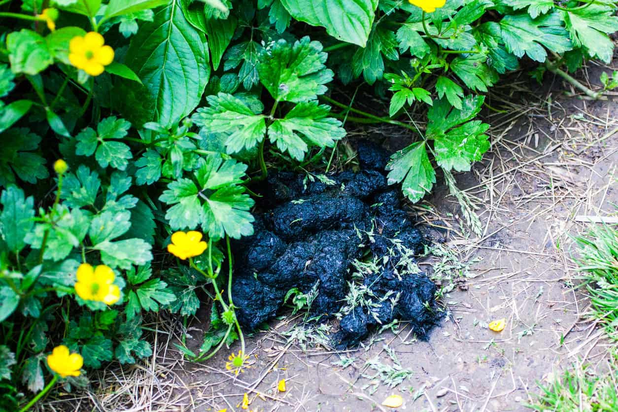 What Does Black Bear Poop Look Like? - The Predator Hunter