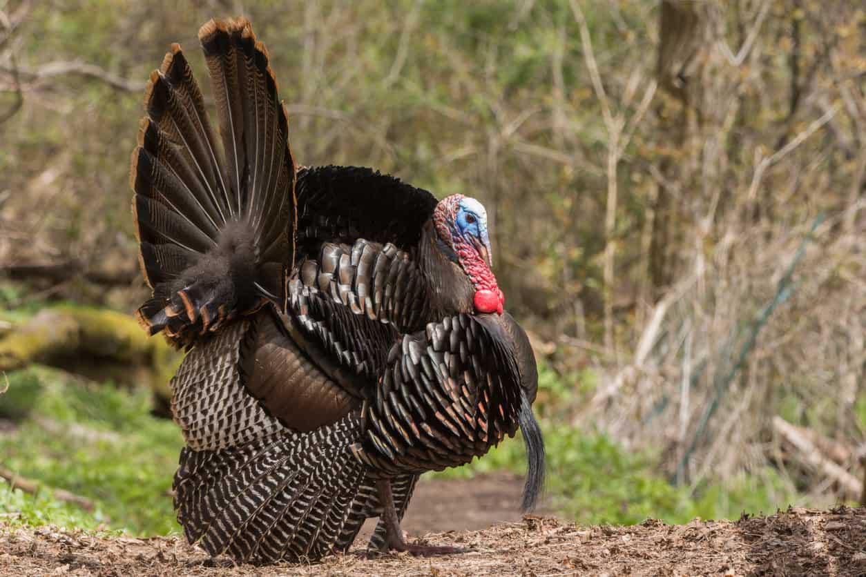 How to Find a Wounded Turkey - The Predator Hunter