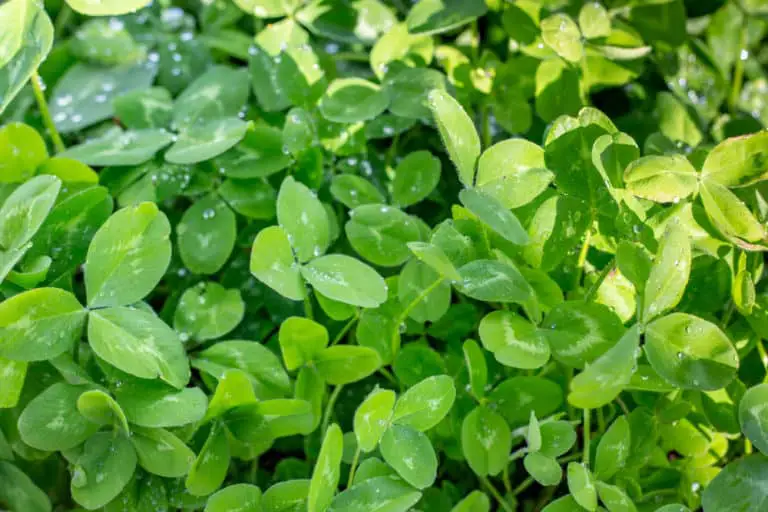 How to Make a Turkey Food Plot - The Predator Hunter