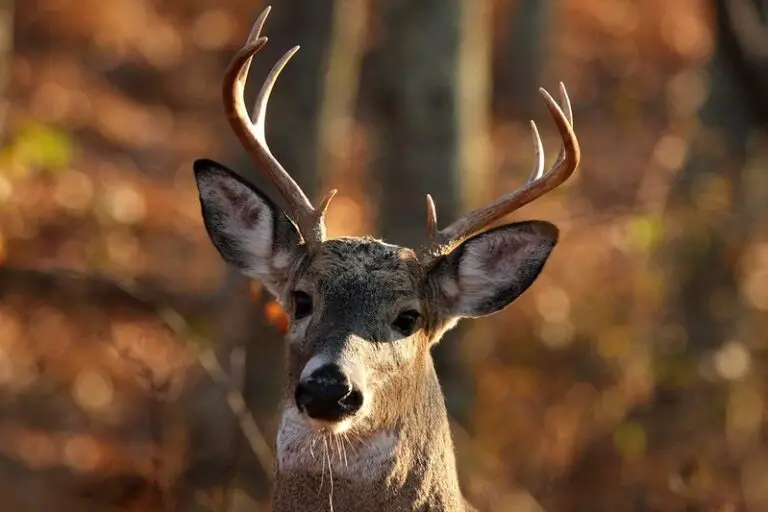 Deer Hunting: What do Deer Hear, See, and Smell