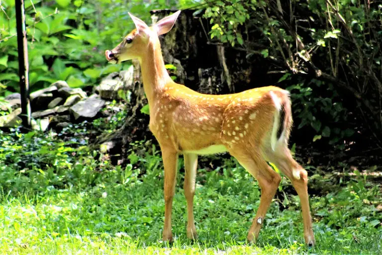 Deer Hunting: What do Deer Hear, See, and Smell